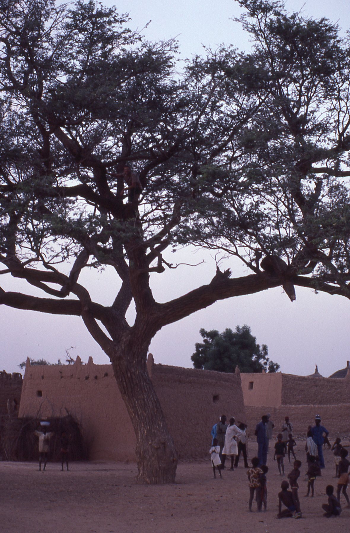 Large tree | DW Digital Archive